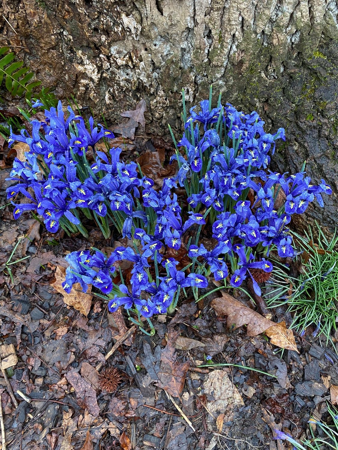 5 Gardens & Arboretums You Must See In North America