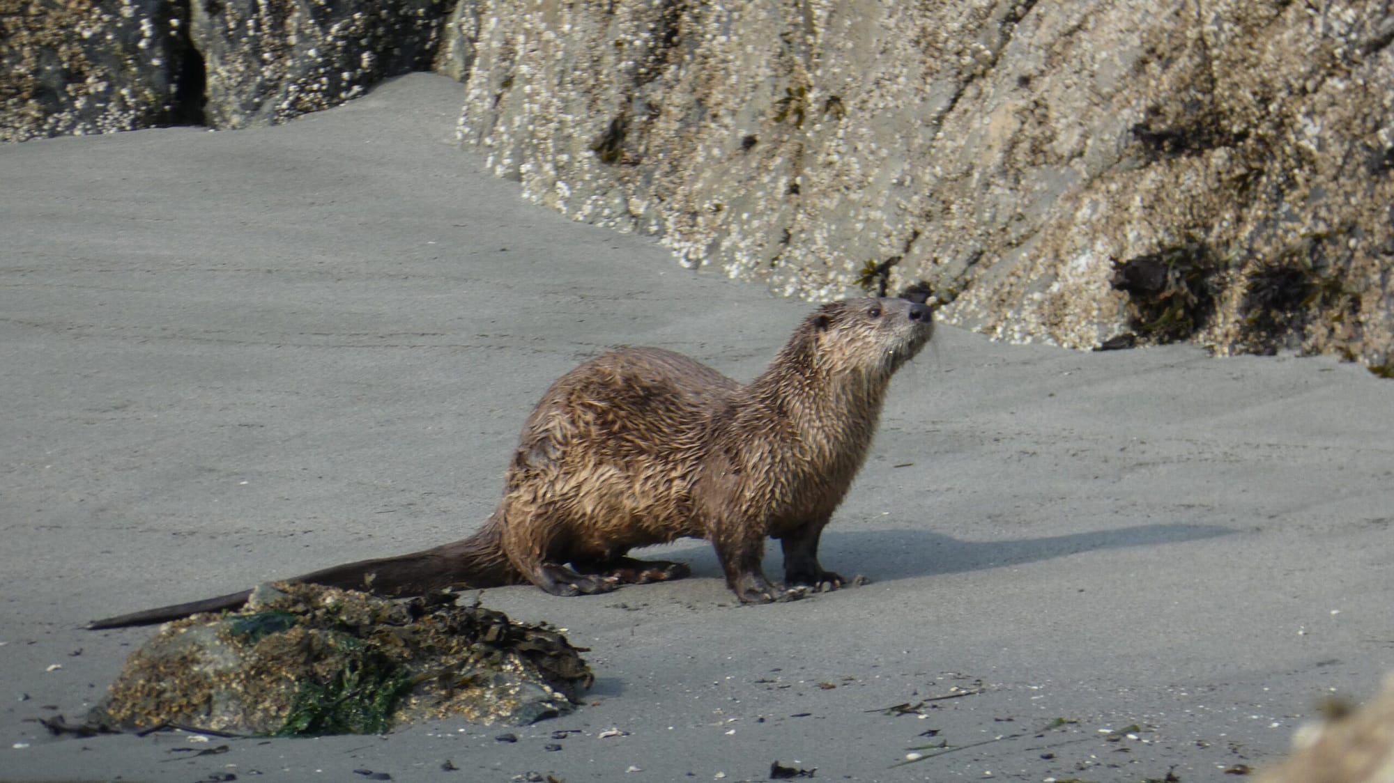4 Amazing Days Island Hopping in Washington State | The Over Researched ...